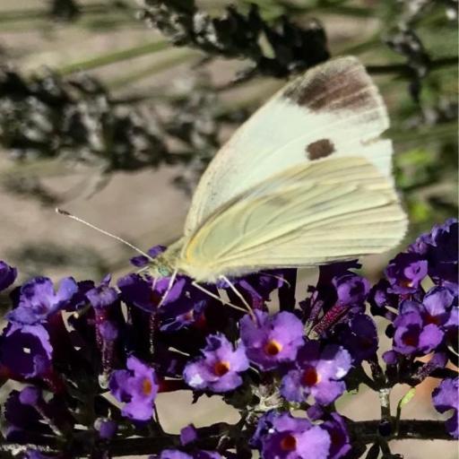 Southern Small White (Pieris Mannii) Insect Identification Guide ...