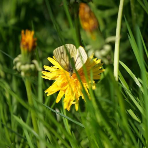 Margined White (Pieris Marginalis) Insect Identification Guide, Habitat ...