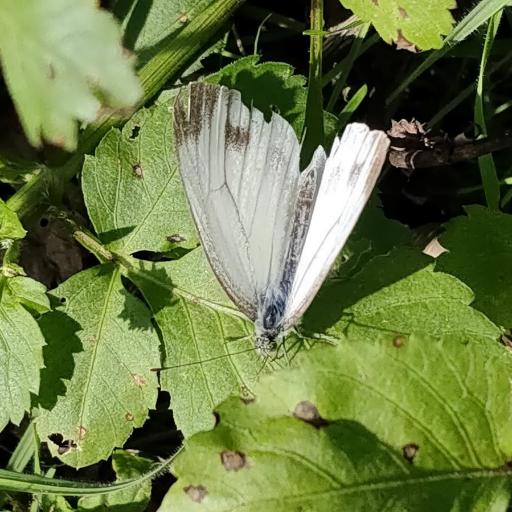 Asian Green-veined White (Pieris Melete) Insect Identification Guide ...
