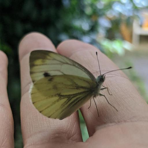Green-Veined White (Pieris Napi) Insect Identification Guide, Habitat ...