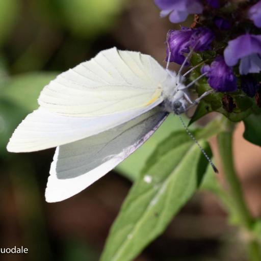 Mustard White (Pieris Oleracea) Insect Identification Guide, Habitat ...