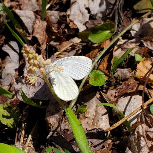 West Virginia White (Pieris Virginiensis) Insect Identification Guide ...