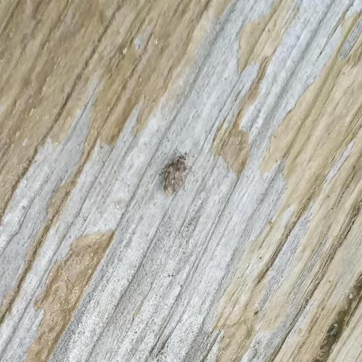 Giant Bumble Bee (Bombus Dahlbomii) Insect Identification Guide ...