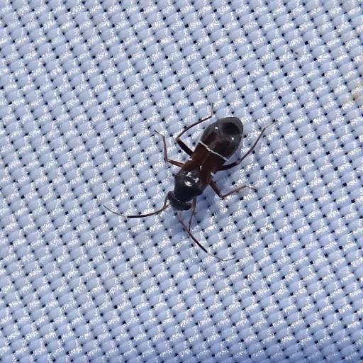 Matchstick Lichens (Pilophorus) Insect Identification Guide, Habitat ...