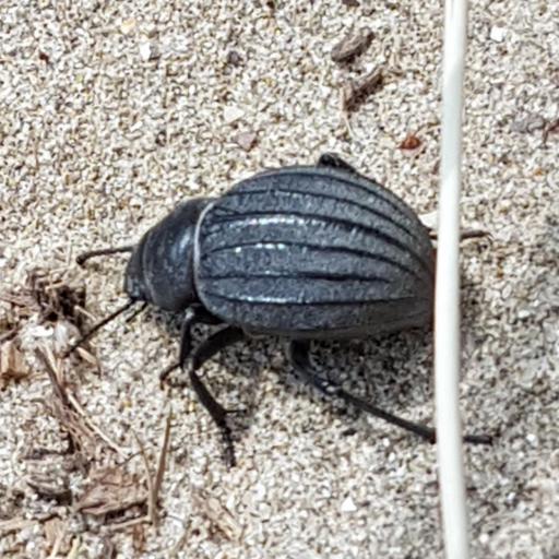 Pimelia Insect Identification Guide, Habitat & Facts