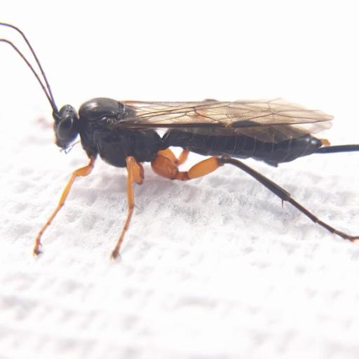 Pimpla Insect Identification Guide, Habitat & Facts