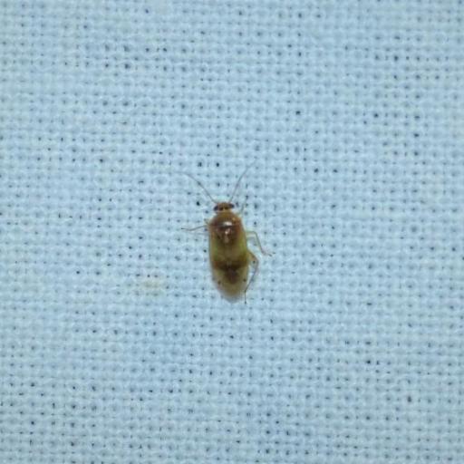 Pinalitus Cervinus Insect Identification Guide, Habitat & Facts