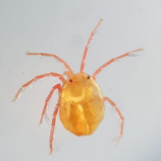 Piona Nodata Insect Identification Guide, Habitat & Facts