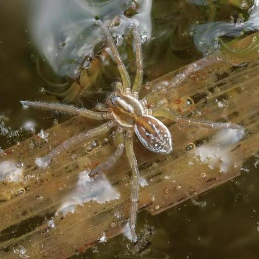 Pirate Otter Spider (Pirata Piraticus) Insect Identification Guide ...