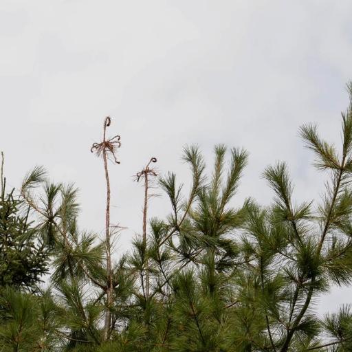 Pine Weevils (Pissodes) Insect Identification Guide, Habitat & Facts