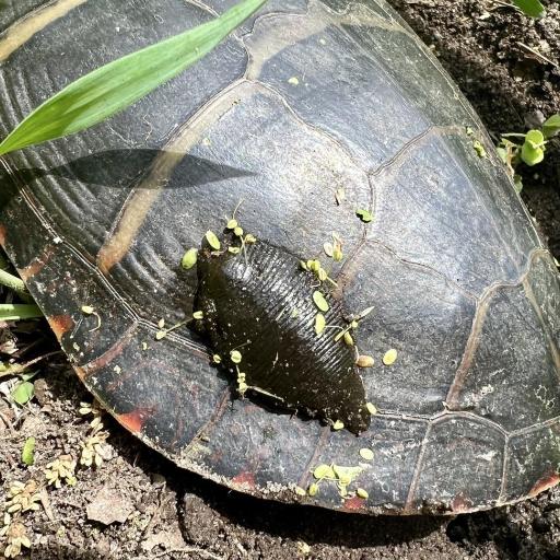 Smooth Turtle Leech (Placobdella Parasitica) Insect Identification ...