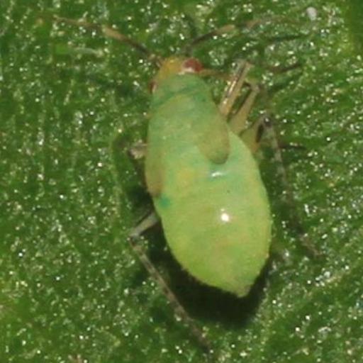 Condylostylus Insect Identification Guide, Habitat & Facts