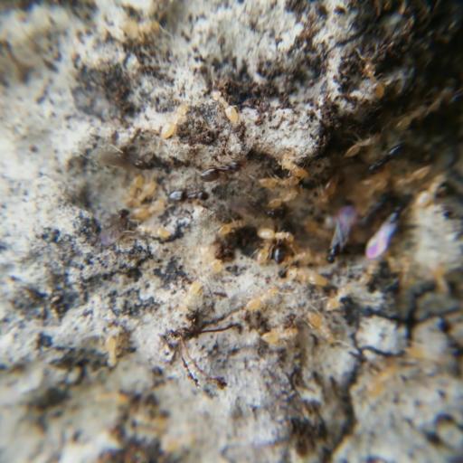 Plagiolepis Pygmaea Insect Identification Guide, Habitat & Facts