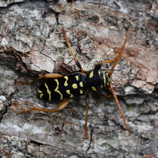 Plagionotus Arcuatus Insect Identification Guide, Habitat & Facts