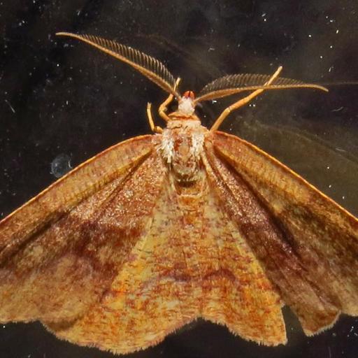 Household Casebearer (Phereoeca Uterella) Insect Identification Guide ...