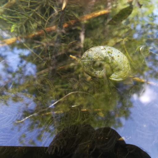 Great Ram's-Horn (Planorbarius Corneus) Insect Identification Guide ...