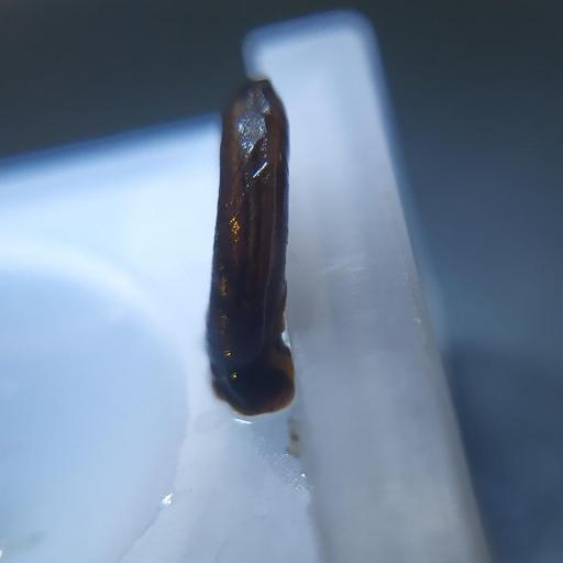 Margined Ram's-Horn (Planorbis Planorbis) Insect Identification Guide ...