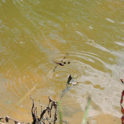 Common Whitetail (Plathemis Lydia) Insect Identification Guide, Habitat ...