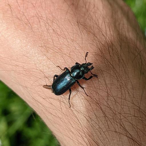 Platycerus Caprea Insect Identification Guide, Habitat & Facts