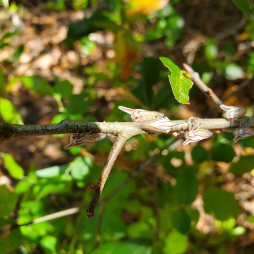Oak Treehopper (Platycotis Vittatus) Insect Identification Guide ...