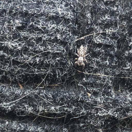 Tan Jumping Spider (Platycryptus Undatus) Insect Identification Guide ...