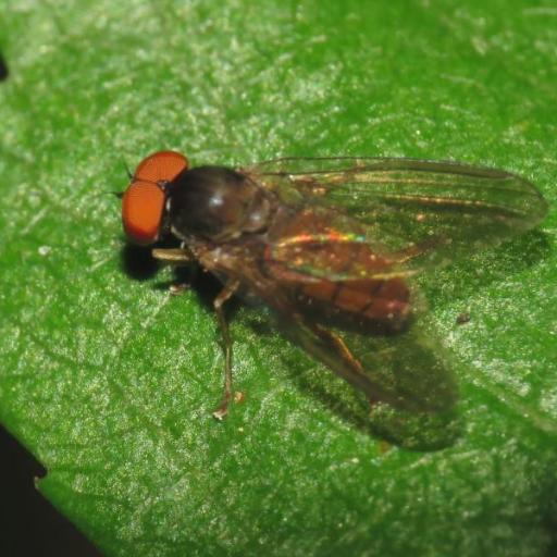 Flat-footed Flies (Platypezidae) Insect Identification Guide, Habitat & Facts