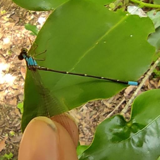 Shadowdamsels (Platystictidae) Insect Identification Guide, Habitat & Facts