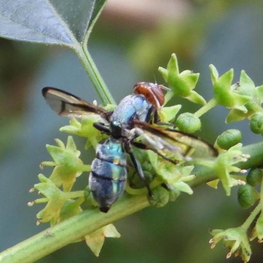 Executioner Wasp (Polistes Carnifex) Insect Identification Guide ...