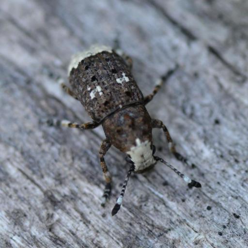 Platystomos Albinus Insect Identification Guide, Habitat & Facts