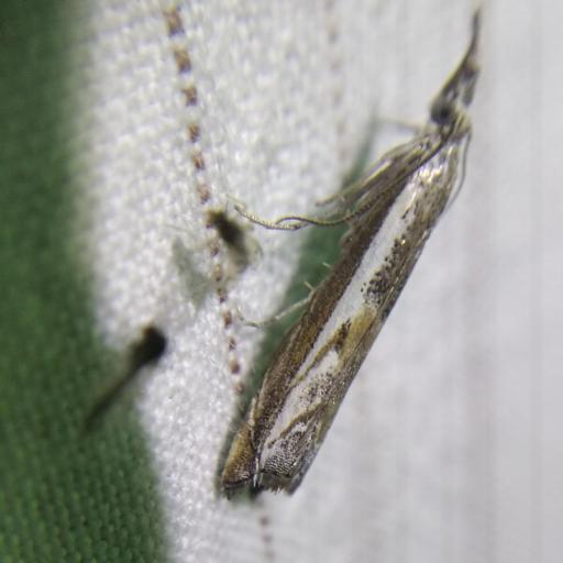 Hook-tipped Grass-veneer (Platytes Alpinella) Insect Identification ...