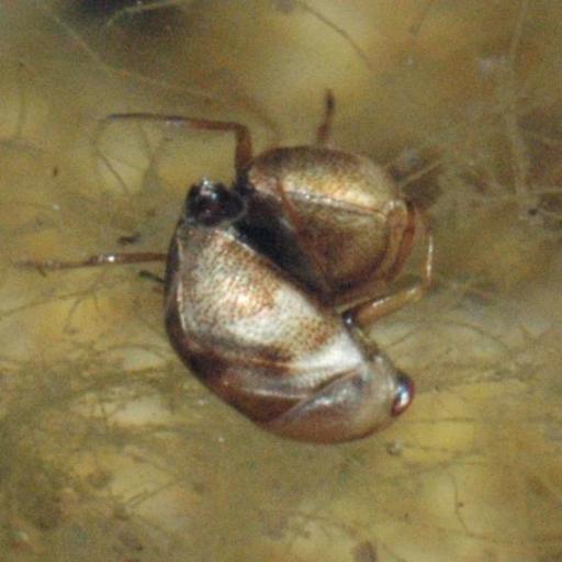 Plea Minutissima Insect Identification Guide, Habitat & Facts