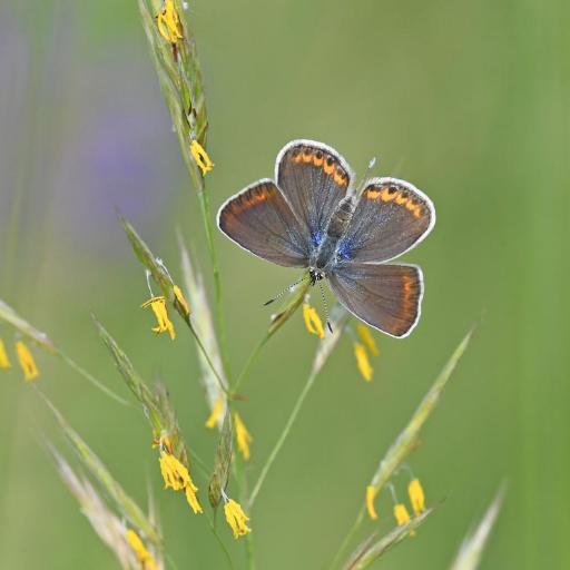 Reverdin's Blue (Plebejus Argyrognomon) Insect Identification Guide ...