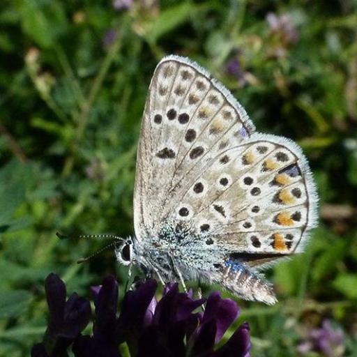 Escher's Blue (Plebicula Escheri) Insect Identification Guide, Habitat ...