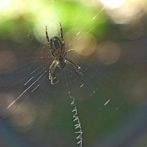 Eastern Bush Orbweaver (Plebs Eburnus) Insect Identification Guide ...
