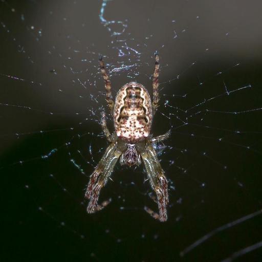 Plebs Insect Identification Guide, Habitat & Facts