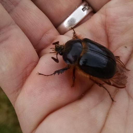 Rain Beetles (Pleocomidae) Insect Identification Guide, Habitat & Facts