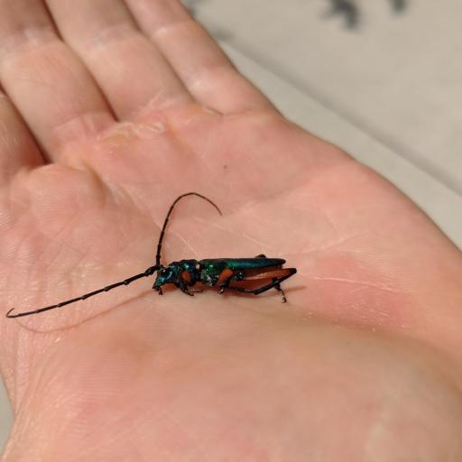 Plinthocoelium Insect Identification Guide, Habitat & Facts