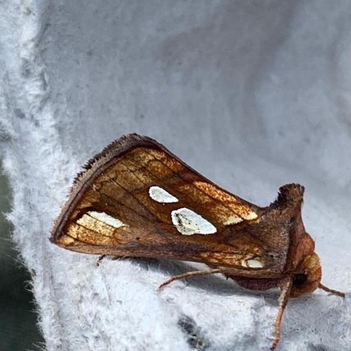 Gold Spot (Plusia Festucae) Insect Identification Guide, Habitat & Facts