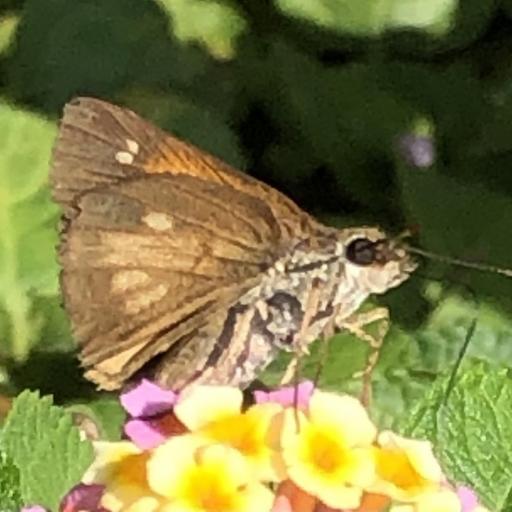 Broad-Winged Skipper (Poanes Viator) Insect Identification Guide ...