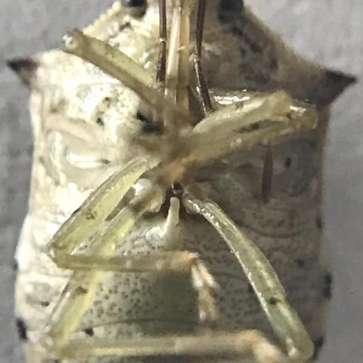 Spined Soldier Bug (Podisus Maculiventris) Insect Identification Guide ...