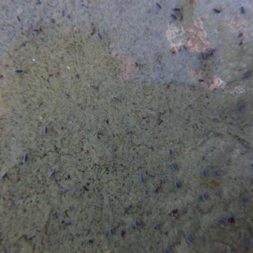 Water Springtail (Podura Aquatica) Insect Identification Guide, Habitat ...