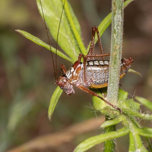 Poecilimon Insect Identification Guide, Habitat & Facts