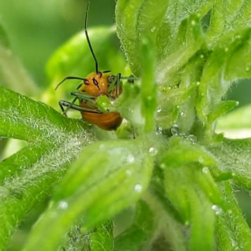American And Large Gray Daggers And Allies (Acronicta Americana) Insect ...