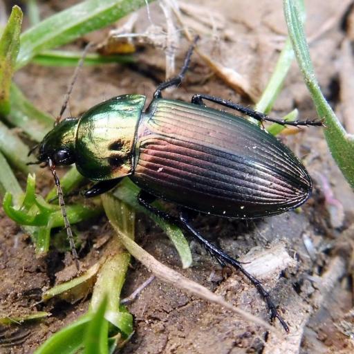 Poecilus Versicolor Insect Identification Guide, Habitat & Facts