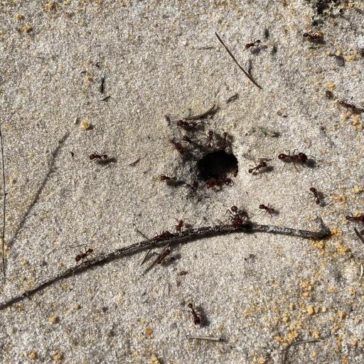 Common European Yellowjacket (Vespula Vulgaris) Insect Identification ...