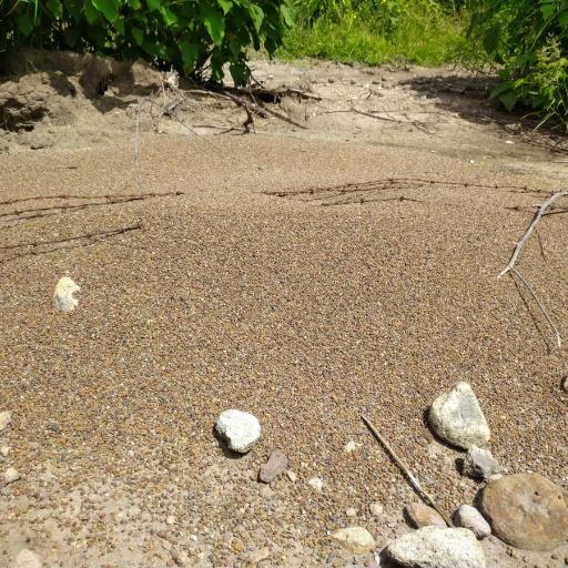 Barbatus-Group Harvester Ants (Pogonomyrmex Barbatus) Insect ...