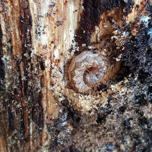 Grey Arches (Polia Nebulosa) Insect Identification Guide, Habitat & Facts