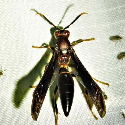 Ringed Paper Wasp (Polistes Annularis) Insect Identification Guide ...