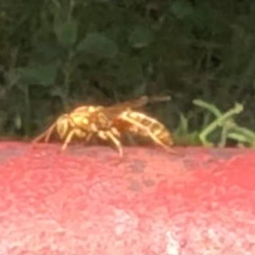 Apache Paper Wasp (Polistes Apachus) Insect Identification Guide ...