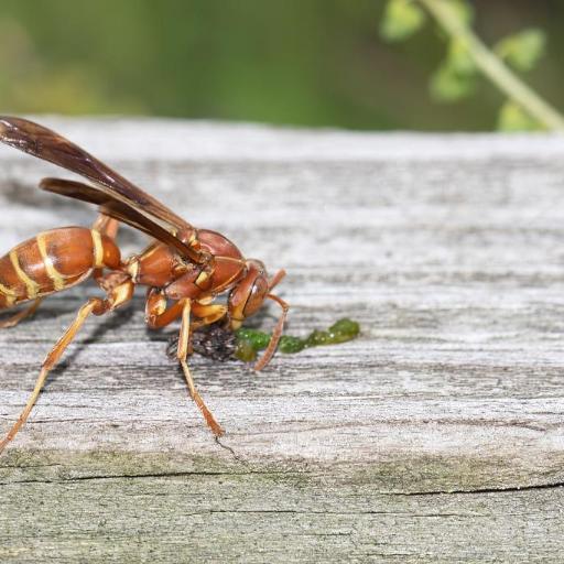 Southern Paper Wasp (Polistes Bellicosus) Insect Identification Guide ...